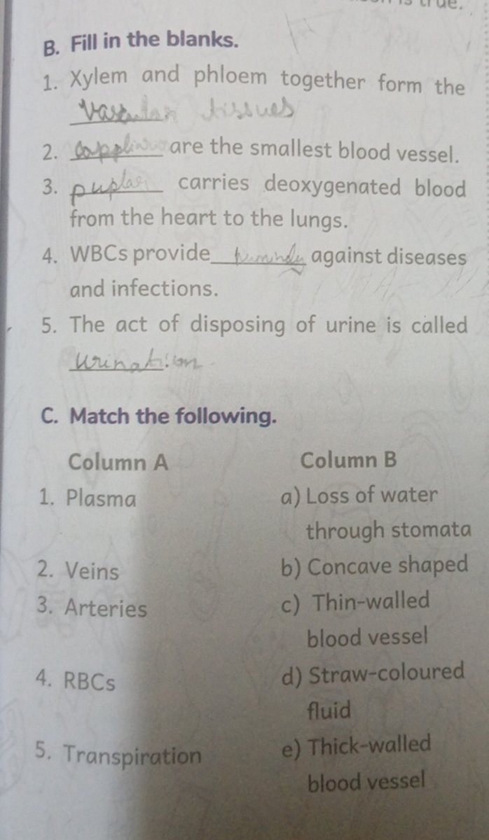 B. Fill in the blanks. Xylem and phloem together form the __ tissues.
