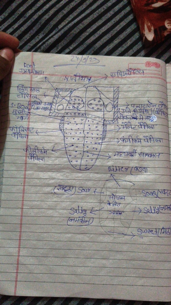 The image shows a diagram of the human tongue with various parts labeled