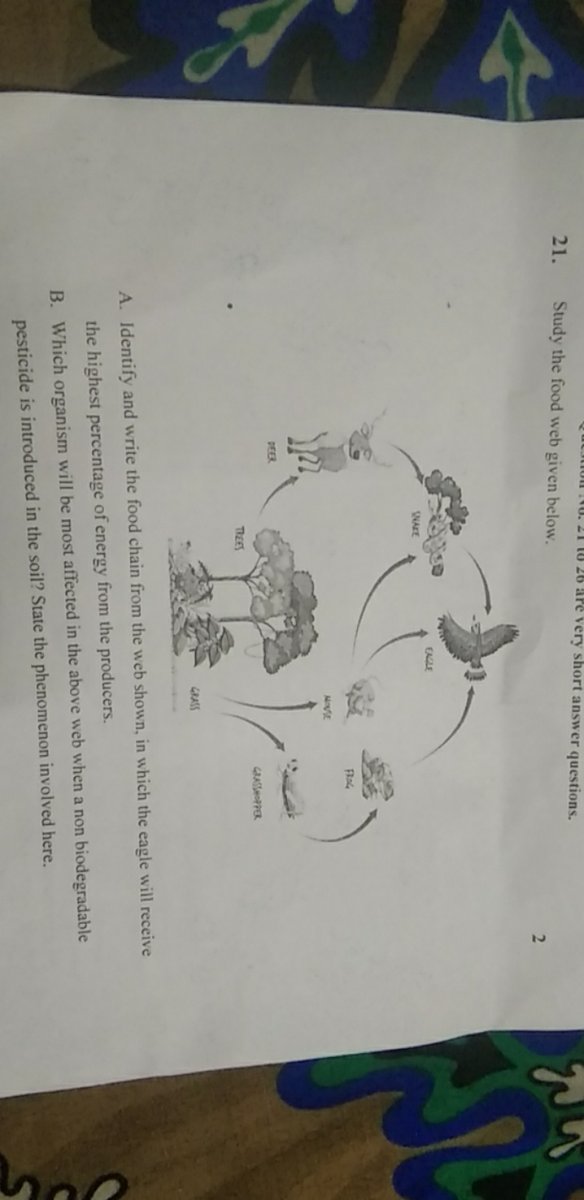 Study the food web given below. A. Identify and write the food chain fro..