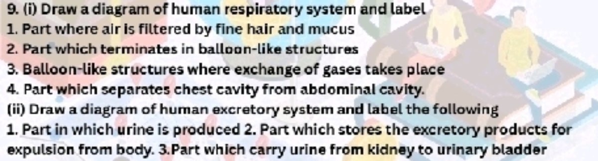 (i) Draw a diagram of the human respiratory system and label: Part where