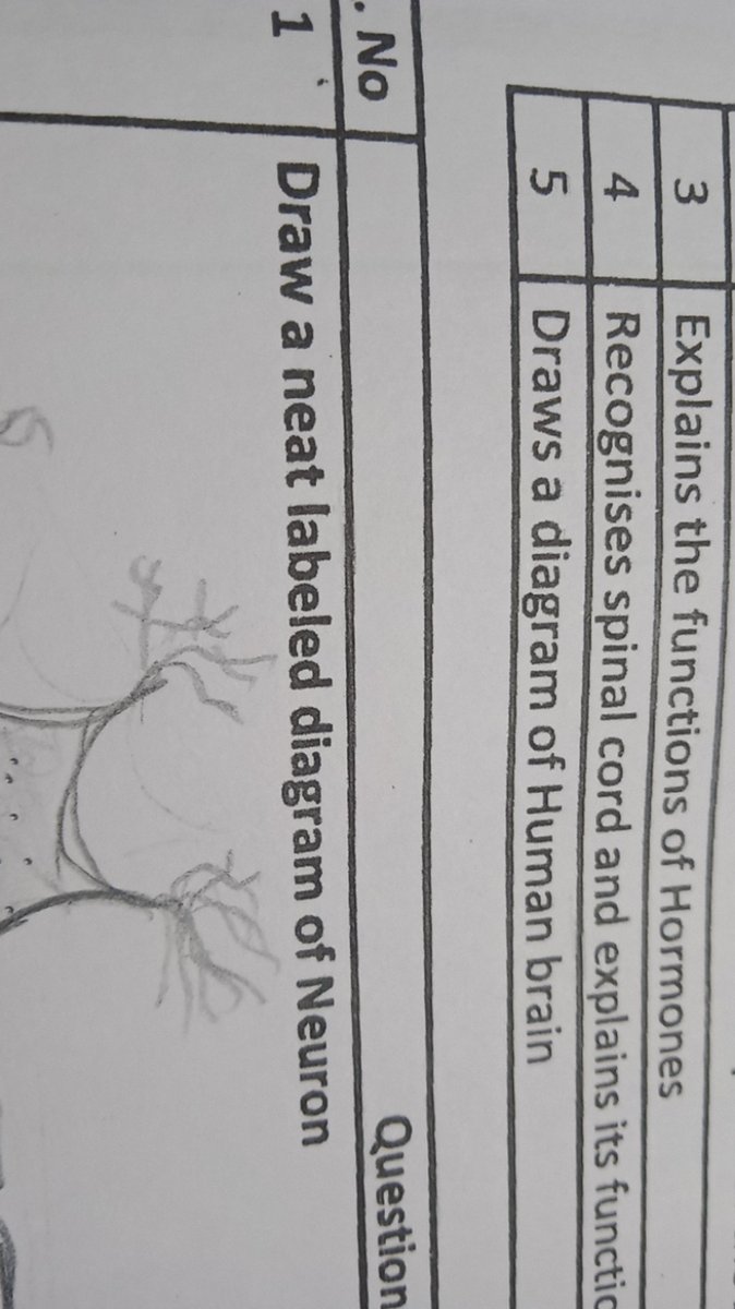 Draw a neat labeled diagram of Neuron. | Filo