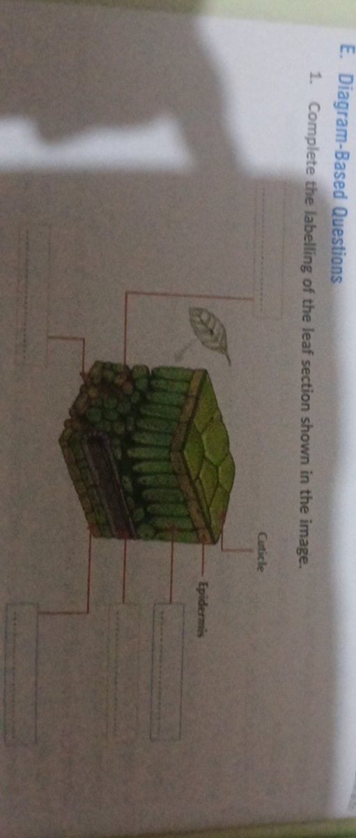 E. Diagram-Based Questions Complete the labelling of the leaf section sho..