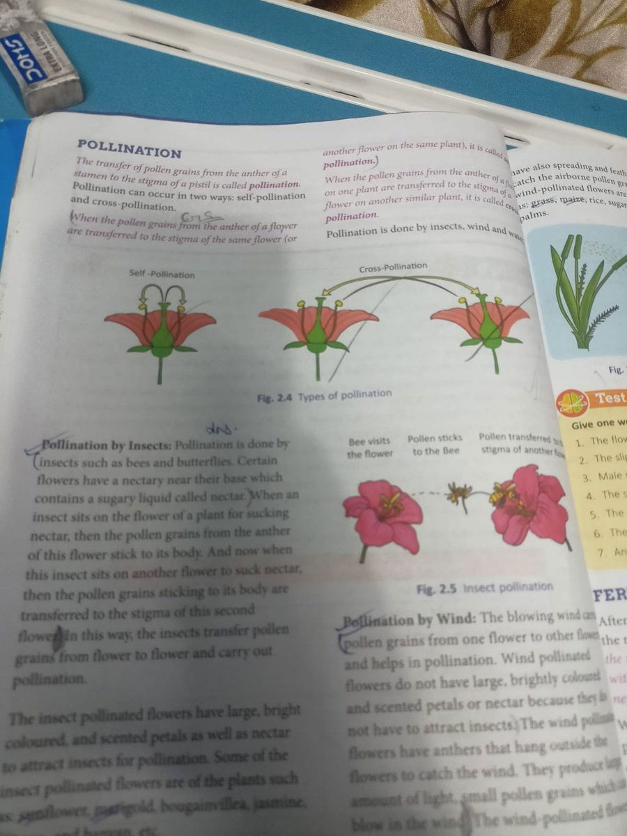 Question: Explain the different types of pollination and how pollination