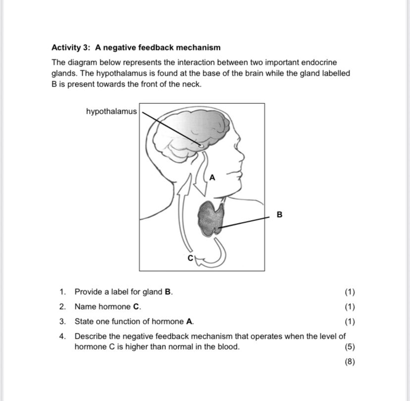 Activity 3: A negative feedback mechanism The diagram below represents th..