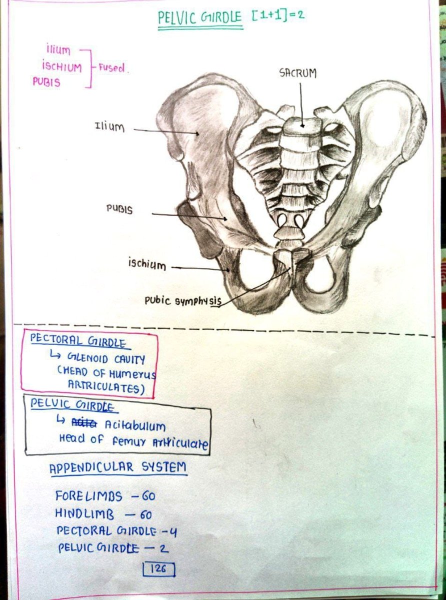 Diagram and Notes on Pelvic Girdle, Pectoral Girdle, and Appendicular Sys..