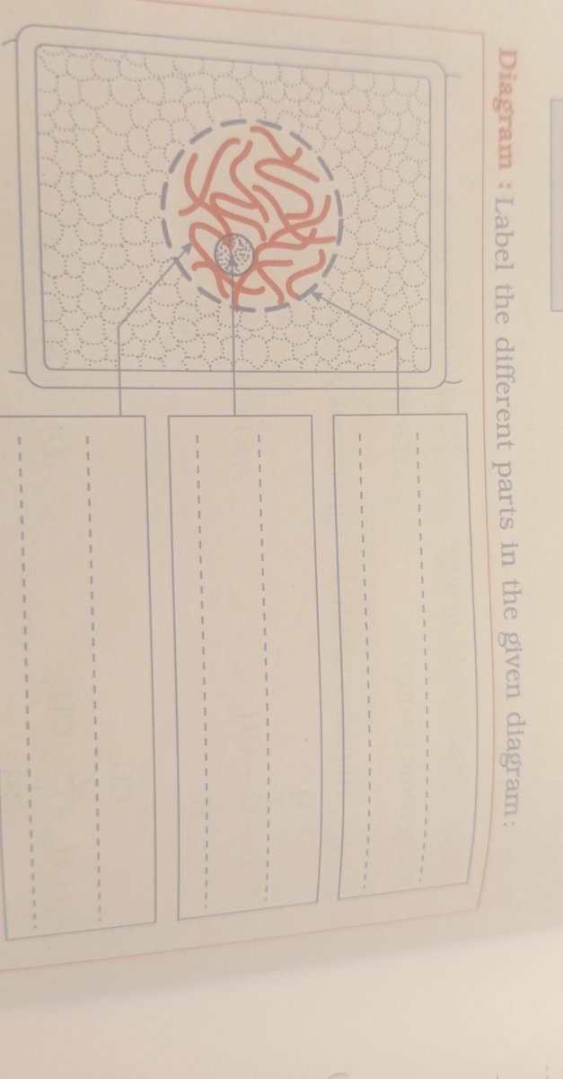 Label the different parts in the given diagram: Cell diagram | Filo
