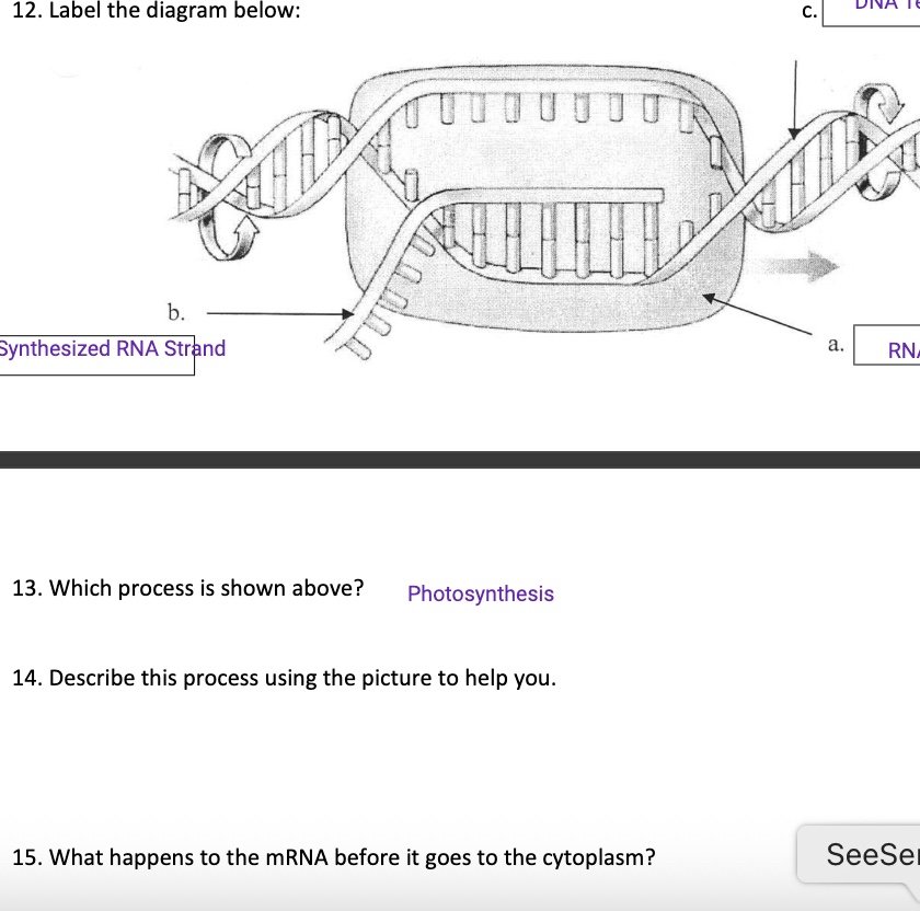 Label the diagram below: Which process is shown above? Describe this pr..
