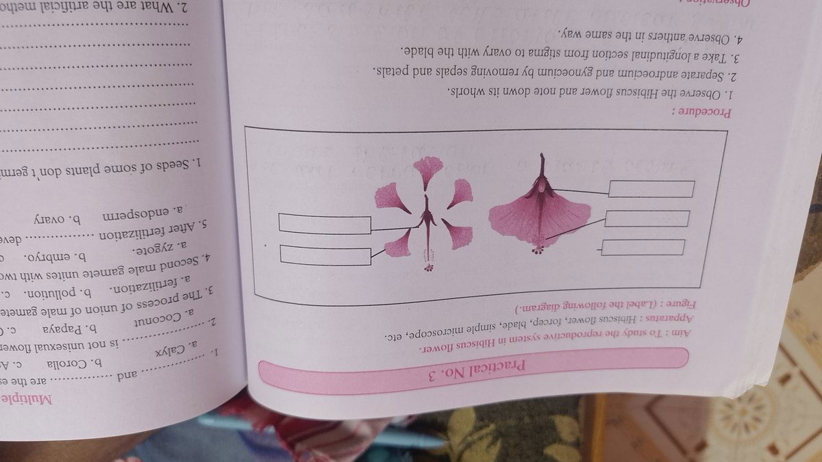 Aim: To study the reproductive system in Hibiscus flower. Figure: (Label..