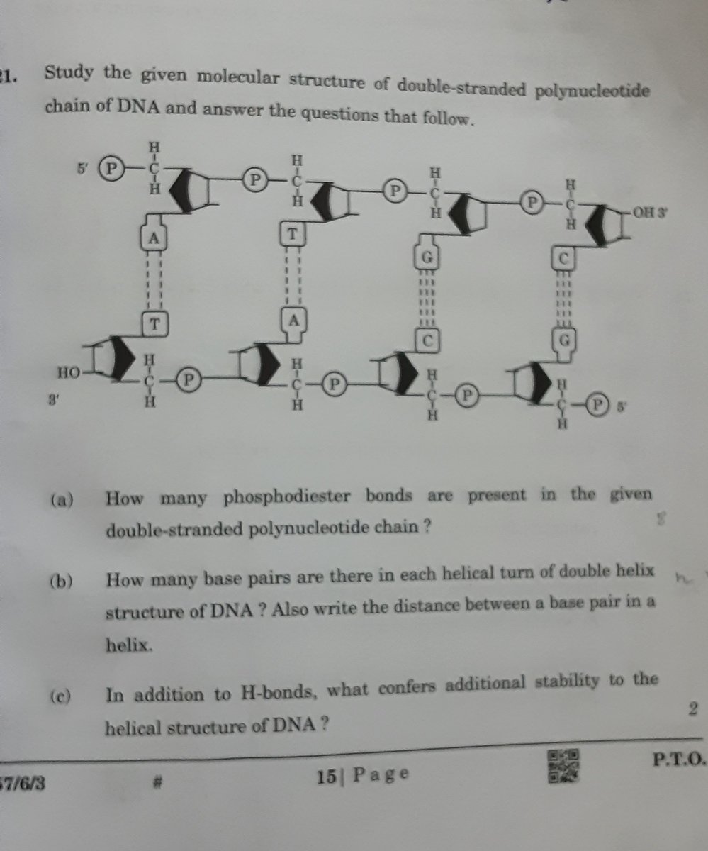 Study the given molecular structure of double-stranded polynucleotide cha..