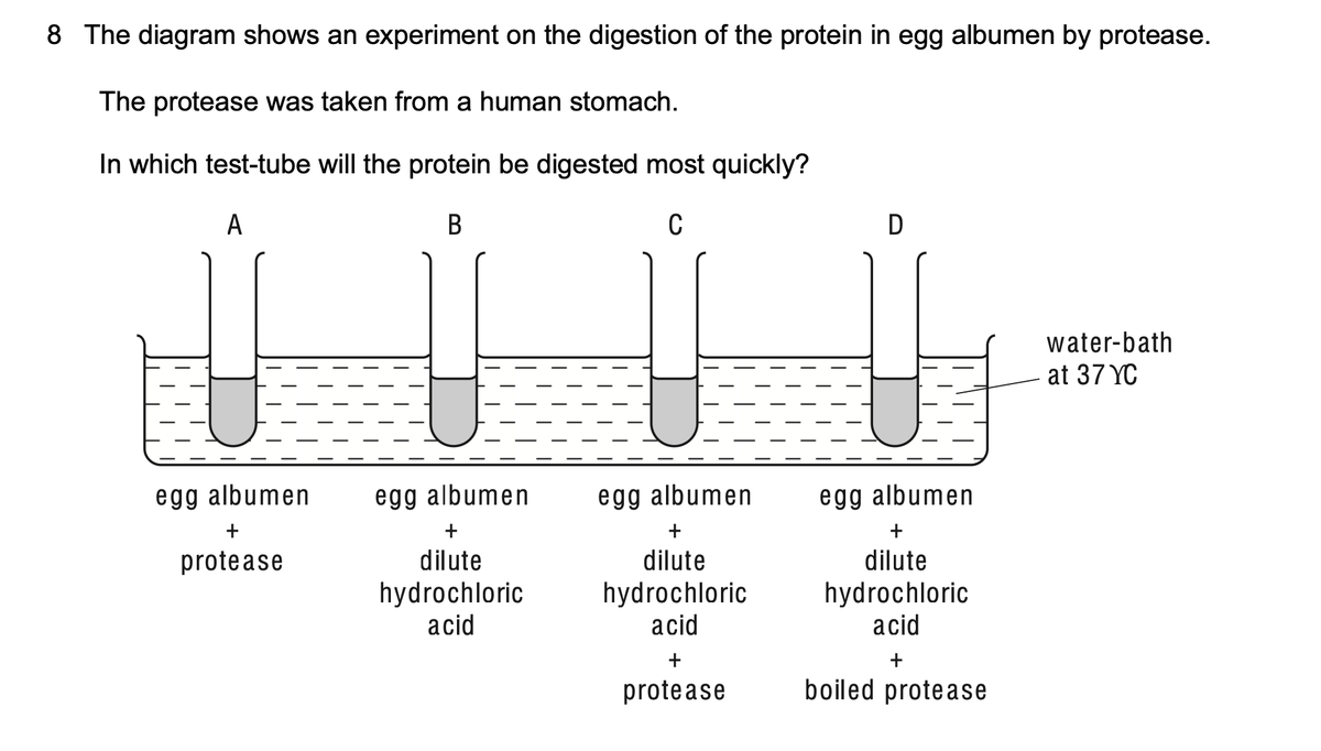 The diagram shows an experiment on the digestion of the protein in egg al..