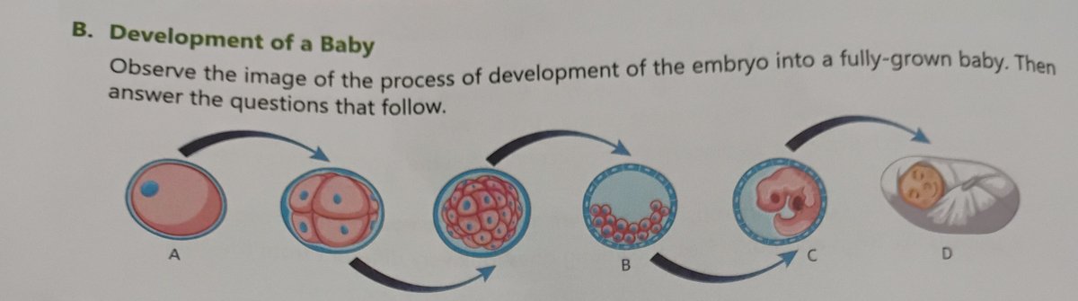 Development of a Baby Observe the image of the process of development of..