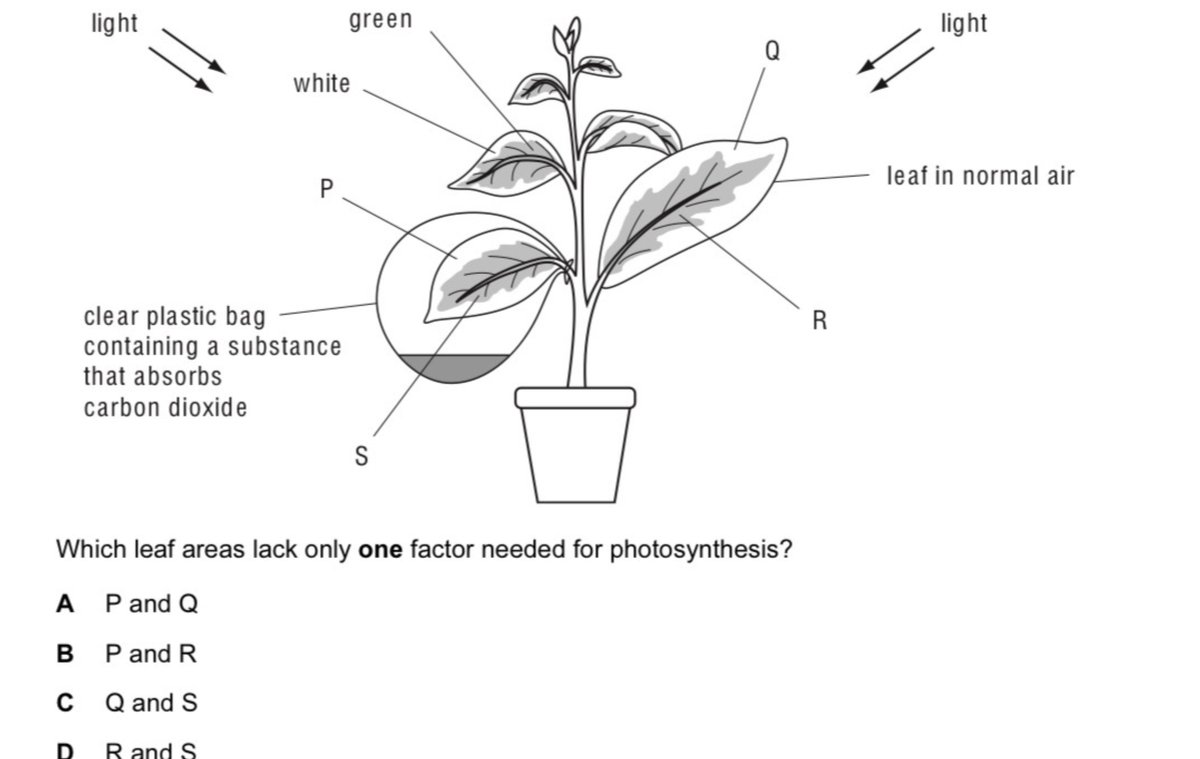 Which leaf areas lack only one factor needed for photosynthesis? A P and..