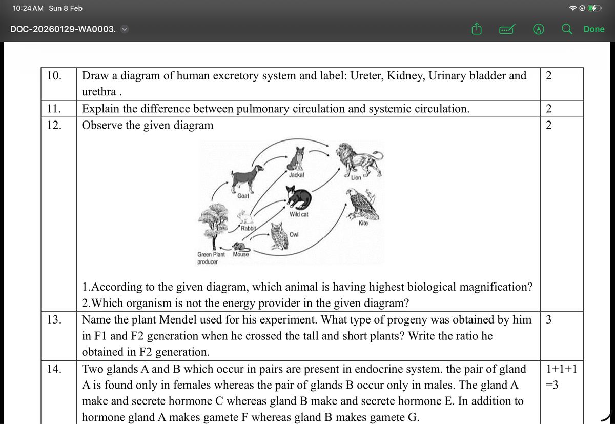 Draw a diagram of the human excretory system and label: Ureter, Kidney, U..