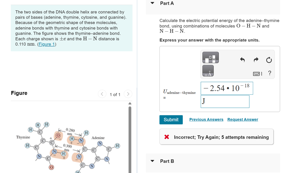 Calculate the electric potential energy of the adenine-thymine bond, usin..
