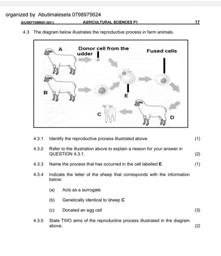 4.3 The diagram below illustrates the reproductive process in farm animal..