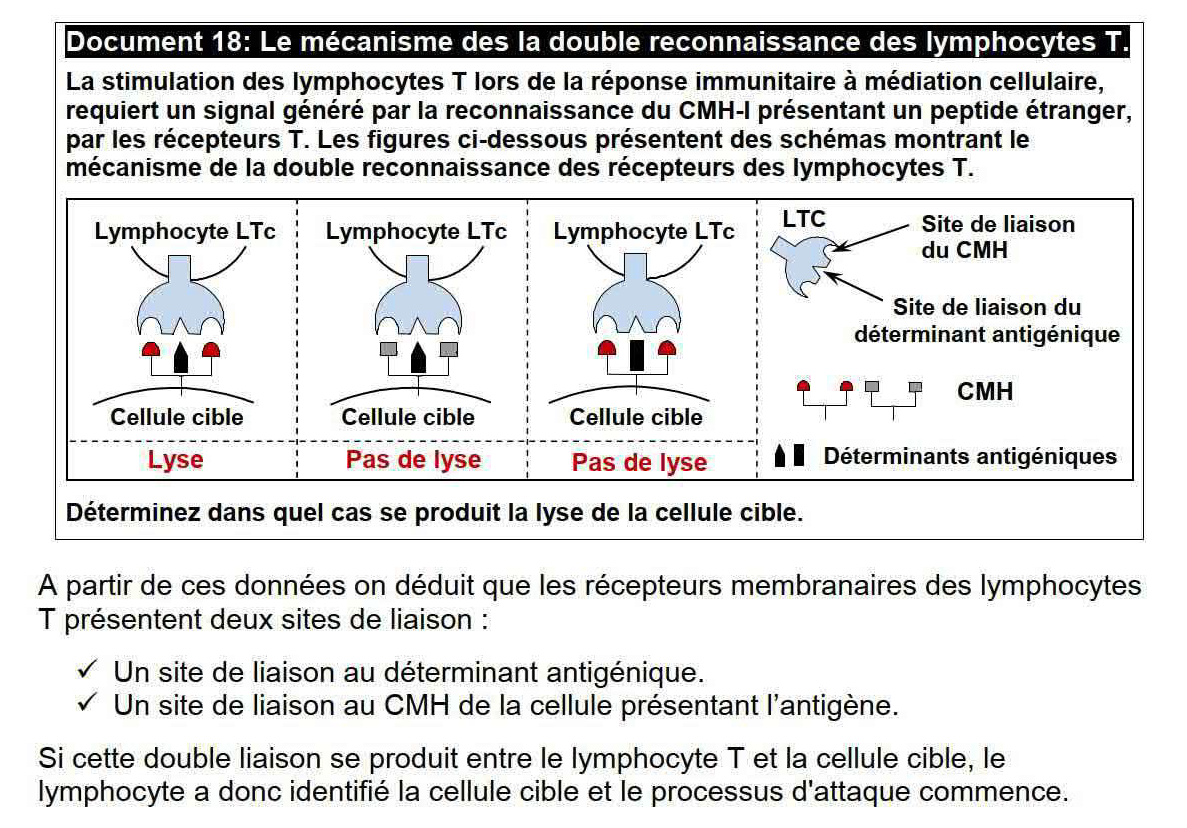 Document 18: Le mécanisme de la double reconnaissance des lymphocytes T.