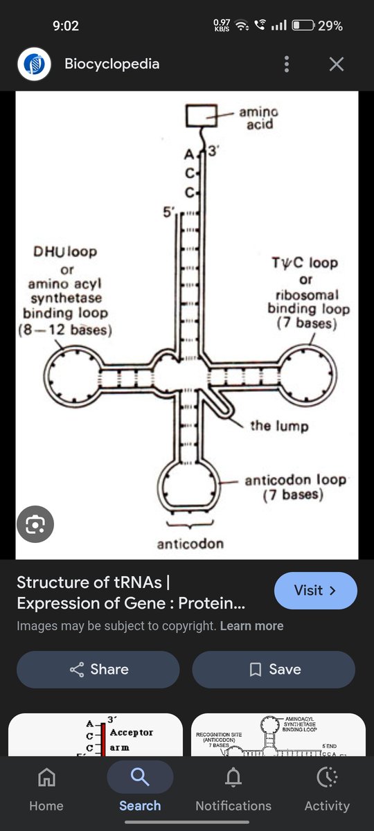 Structure of tRNAs The image shows the cloverleaf structure of tRNA with..