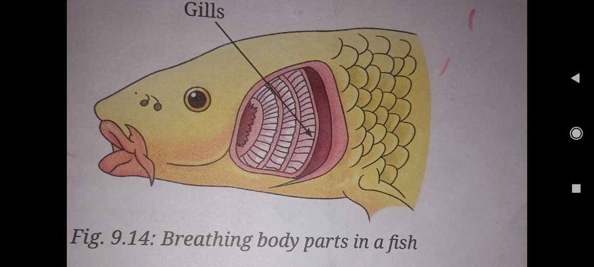 Fig. 9.14: Breathing body parts in a fish The image shows the breathing