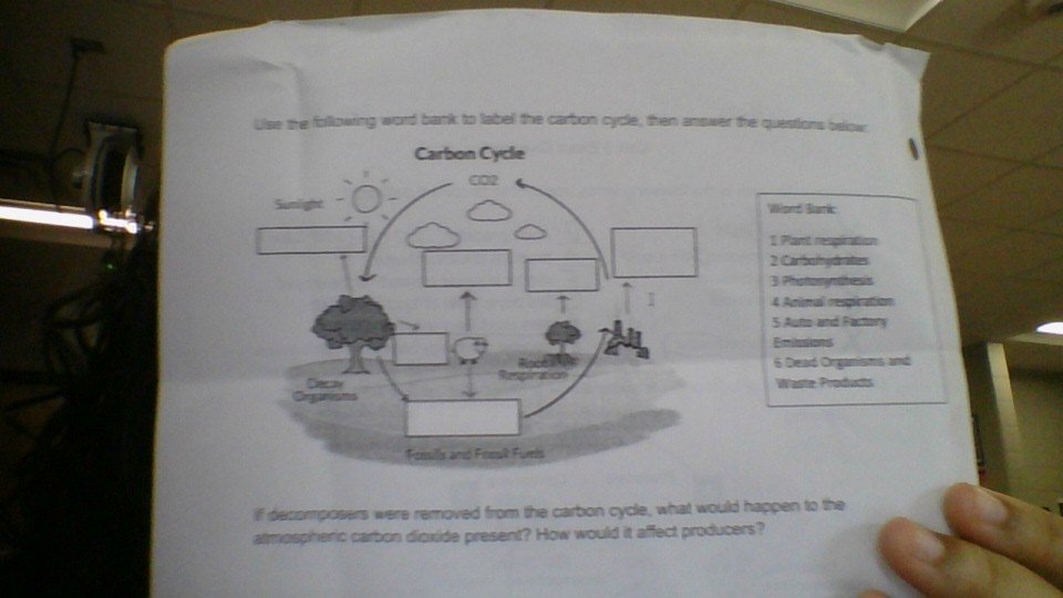 Use the following word bank to label the carbon cycle, then answer the qu..