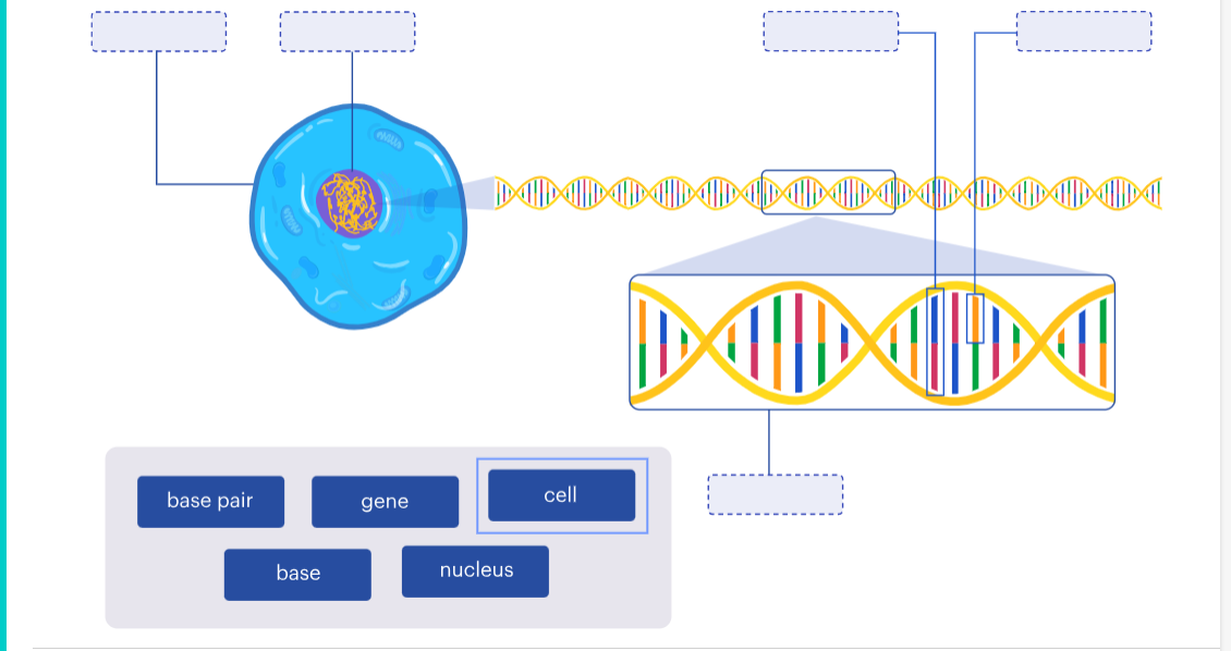 The image shows a cell, DNA strand, and a zoomed-in view of the DNA doubl..