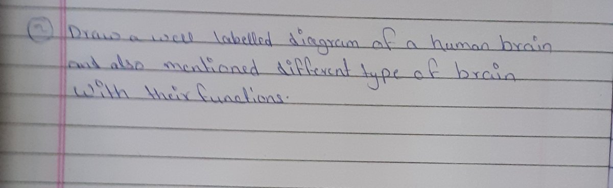 Draw a well-labelled diagram of a human brain and mention different types..