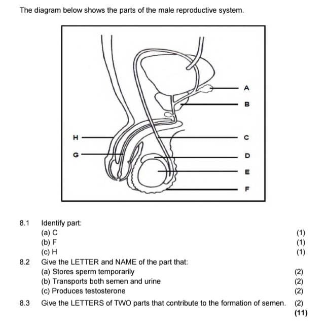 The diagram below shows the parts of the male reproductive system. 1 Ide..