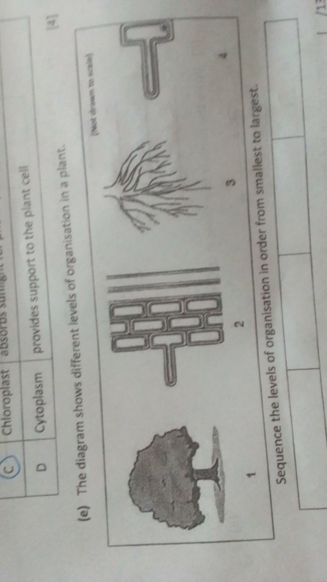 Question The diagram shows different levels of organisation in a plant. S..