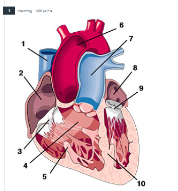 Matching question about the anatomy of the heart. | Filo