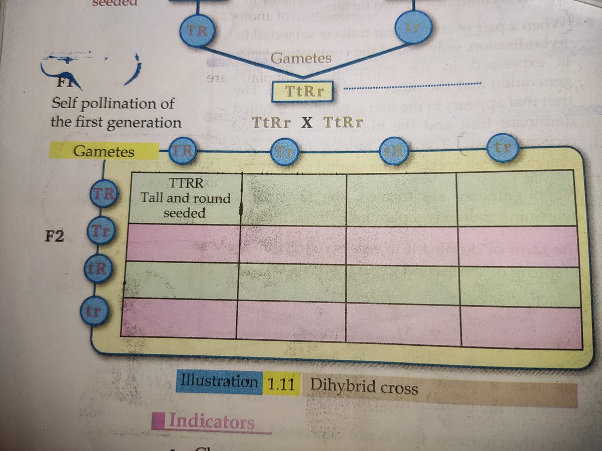 Fill in the Punnett square for the dihybrid cross of genotype TtRr x TtRr..