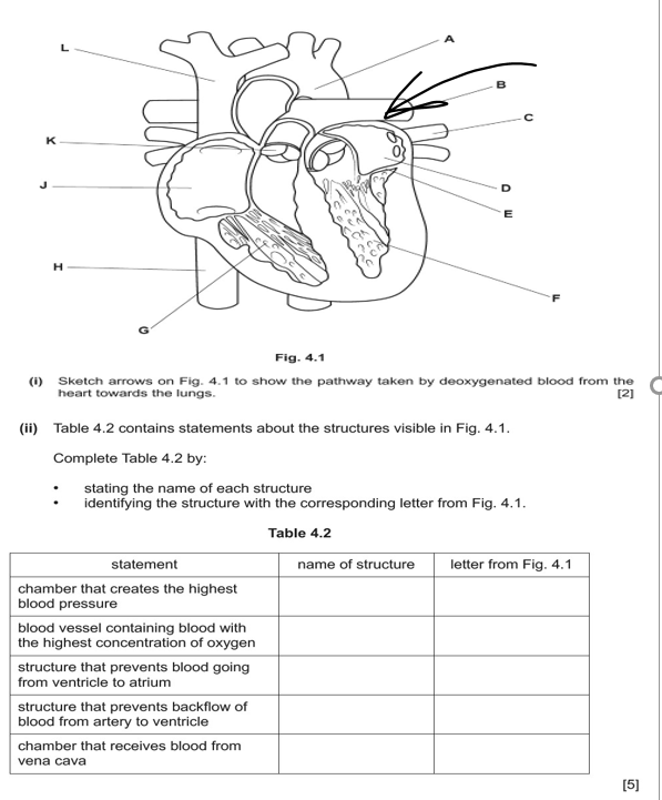 (i) Sketch arrows on Fig. 4.1 to show the pathway taken by deoxygenated b..