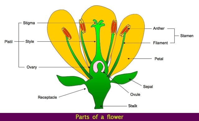 Label the parts of a flower shown in the diagram below: Stigma Style Ova..