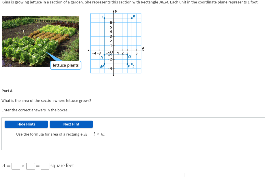 Gina is growing lettuce in a section of a garden. She represents this sec..