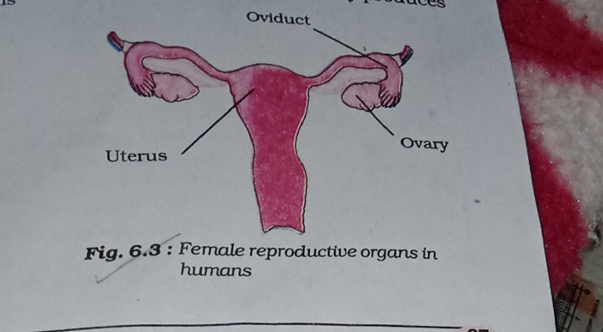 The image shows a diagram of the female reproductive organs in humans, la..