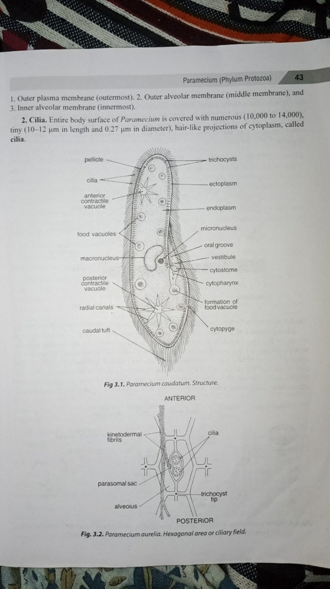 Paramecium (Phylum Protozoa) Outer plasma membrane (outermost). 2. Outer..
