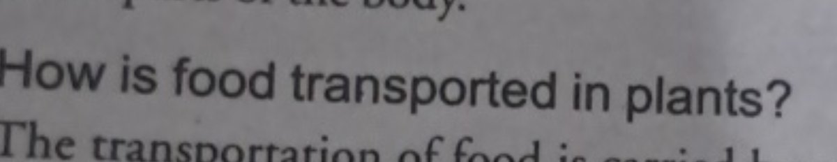 How is food transported in plants? The transportation of food i | Filo