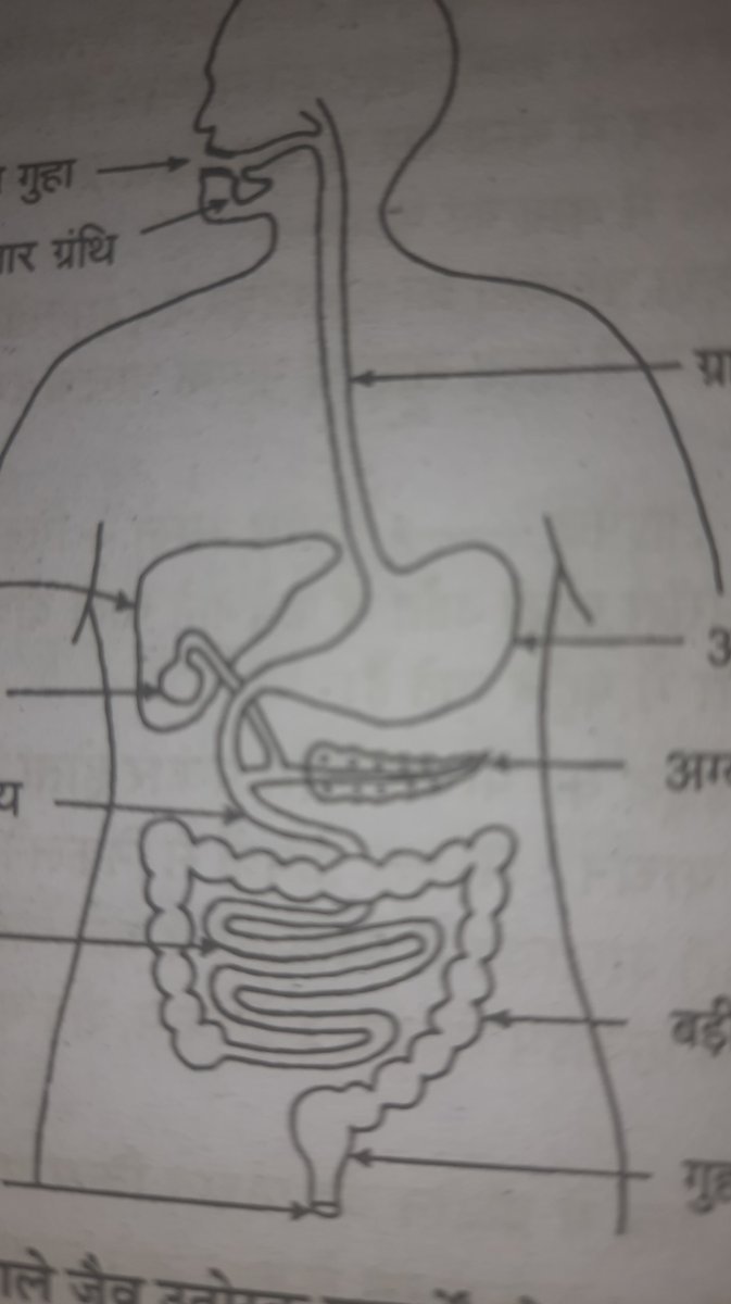 The user has provided an image of a diagram of the human digestive system..
