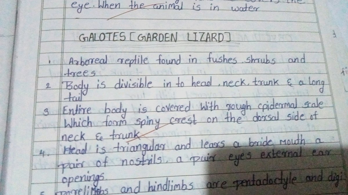 GALOTES [GARDEN LIZARD] Arboreal reptile found in bushes, shrubs and tre..