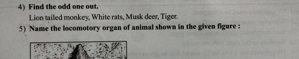 4) Find the odd one out. Lion tailed monkey, White rats, Musk deer, Tige..
