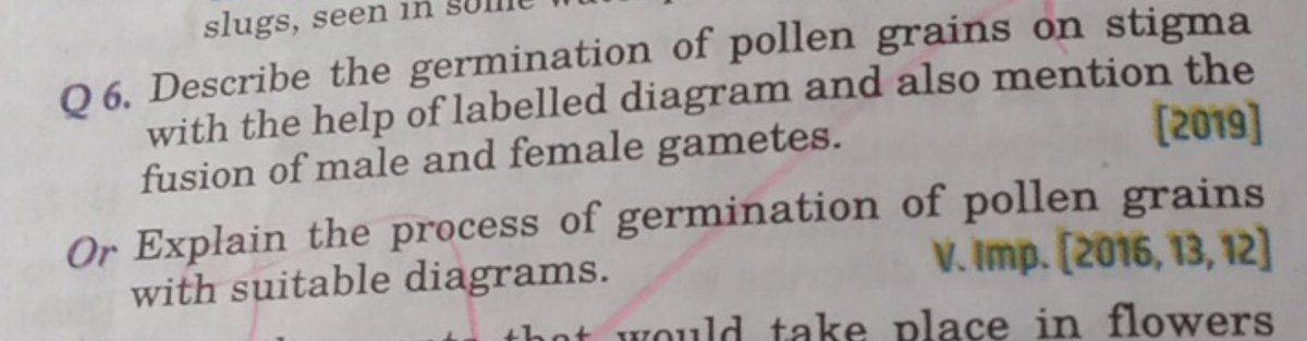 Q6. Describe the germination of pollen grains on stigma with the help of