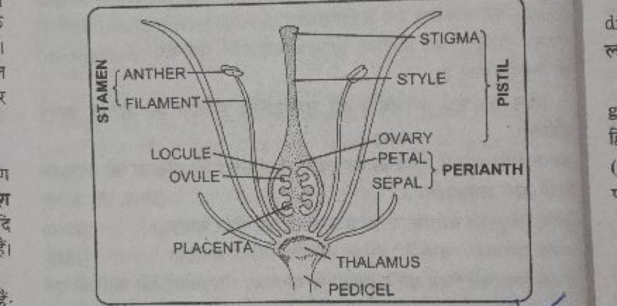 The provided image is a diagram of a flower's structure with various part..