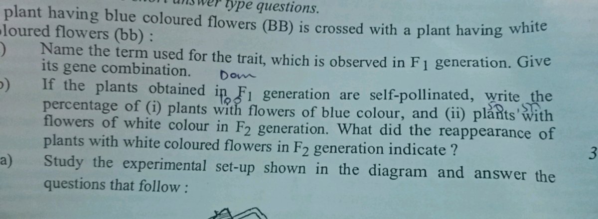 plant having blue coloured flowers ( \mathrm { BB } ) is crossed with a p..