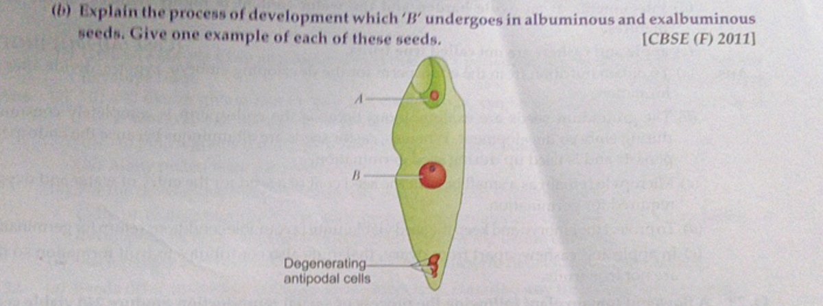 (b) Explain the process of development which ' B ' undergoes in albuminou..