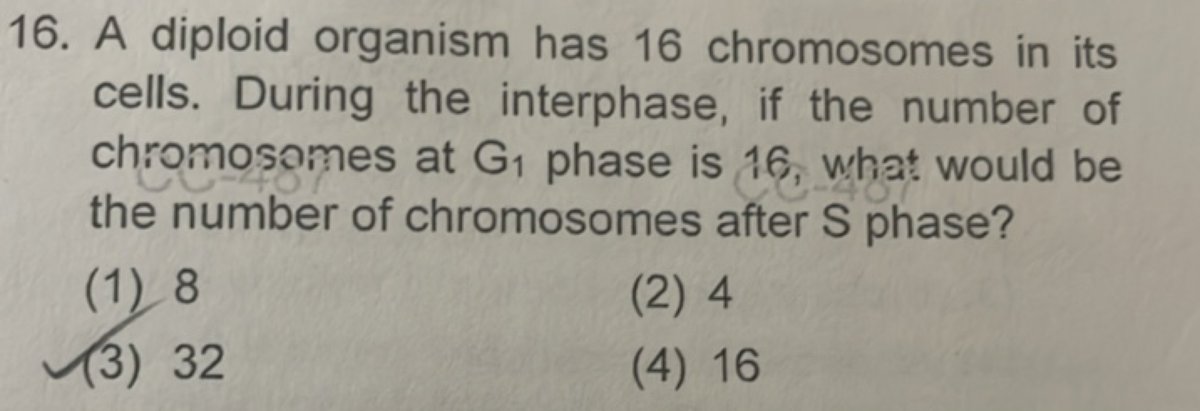 A diploid organism has 16 chromosomes in its cells. During the interphase..