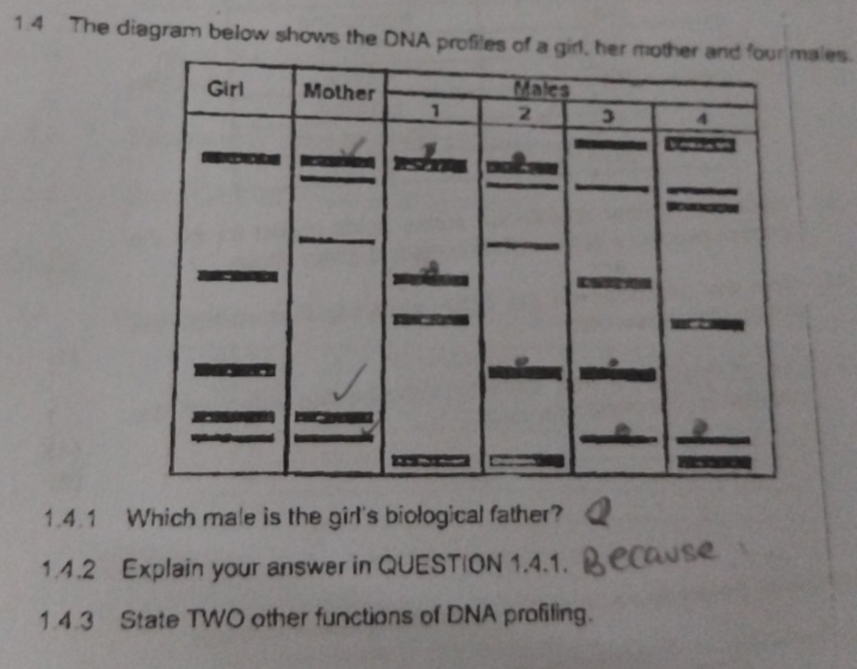 1.4 The diagram below shows the DNA profiles of a girl, her mother and fo..