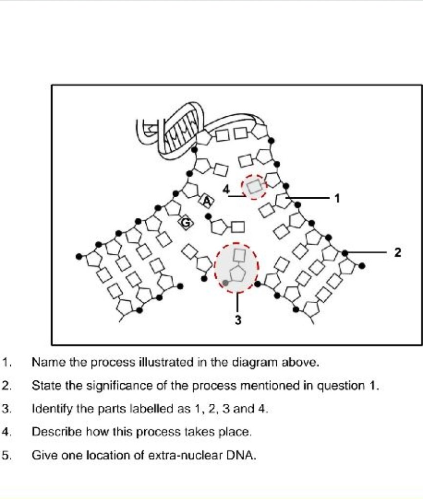 Name the process illustrated in the diagram above. State the significance..