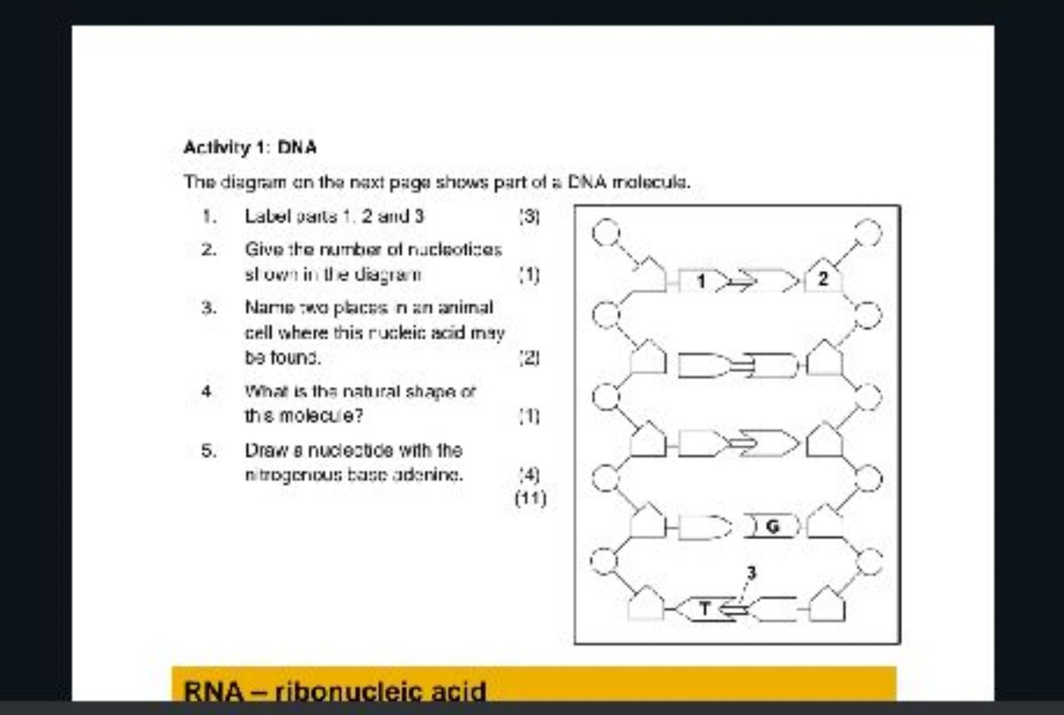 Activity 1: DNA The diagram on the next page shows part of a DNA molecul..