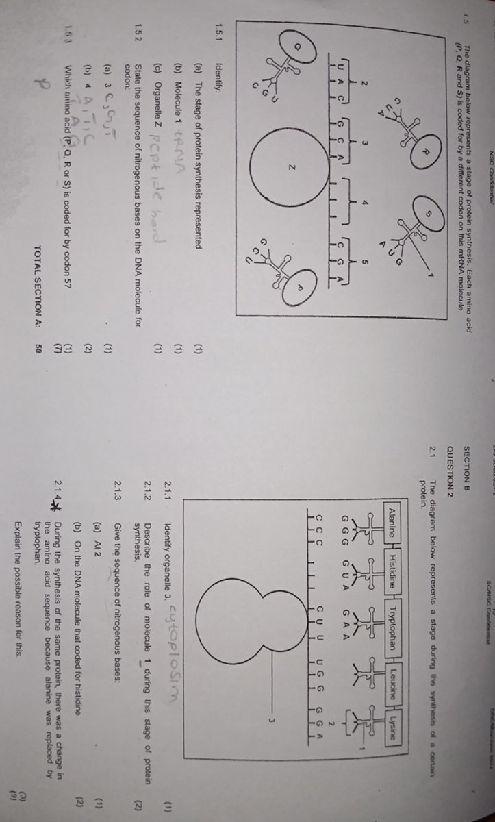 SECTION A: QUESTION 1 1.5 The diagram below represents a stage of protein..