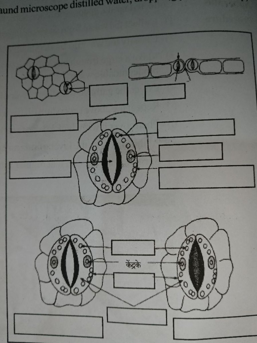 The image provided shows diagrams related to stomata. Please label the bl..