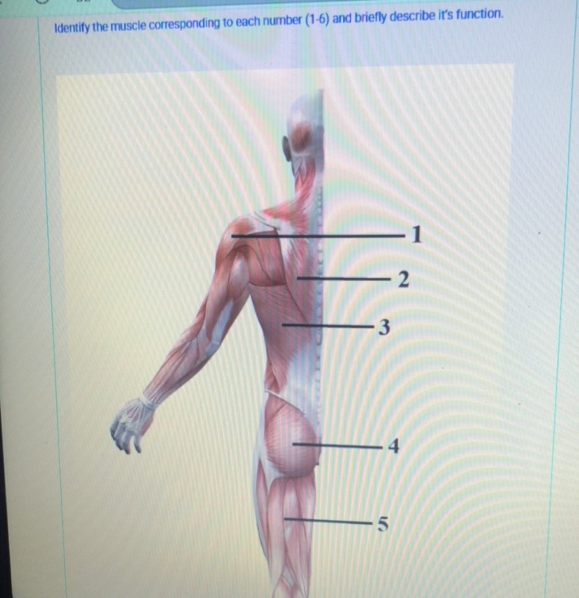 Identify the muscle corresponding to each number (1-6) and briefly descri..