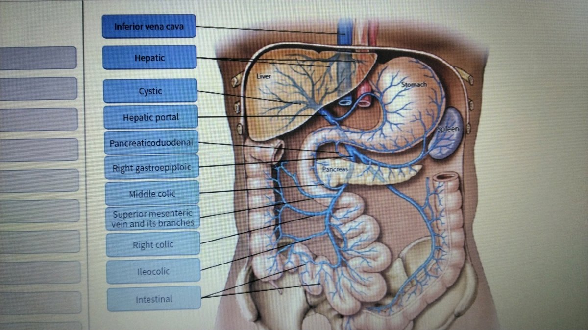 The image provided shows a diagram of the human abdominal venous system w..